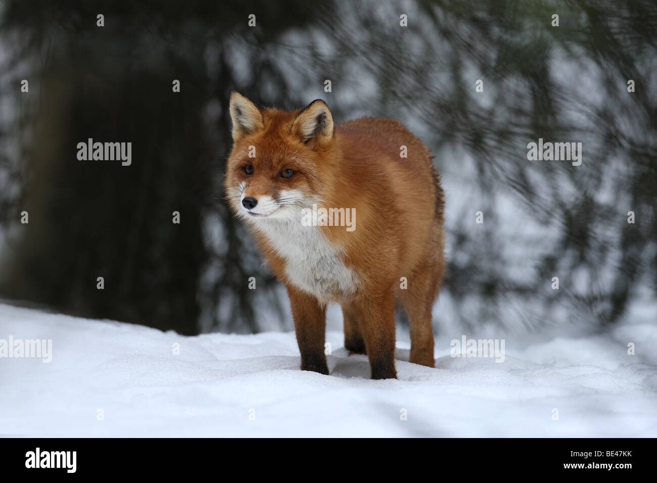A red fox hunting for food in the snow Stock Photo - Alamy