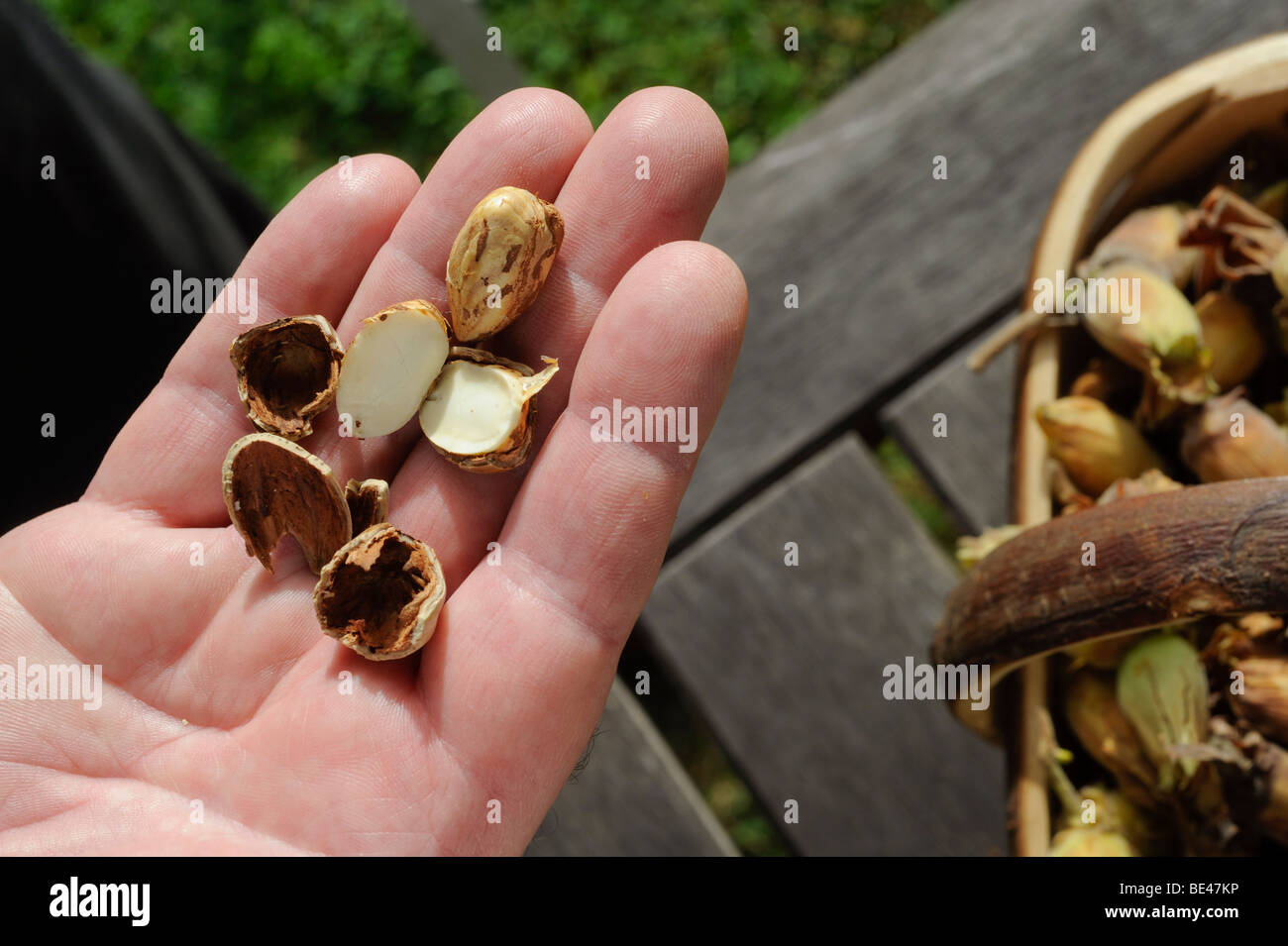 Harvesting cobnuts (cultivated hazelnuts) in Kent and Sussex, UK Stock ...