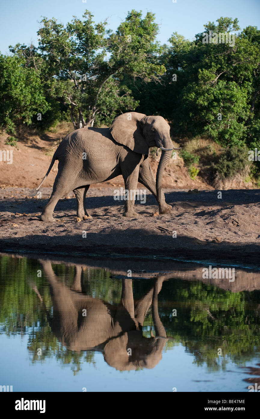 African elephant ( Loxodonta africana africana), Tuli Block, Botswana ...