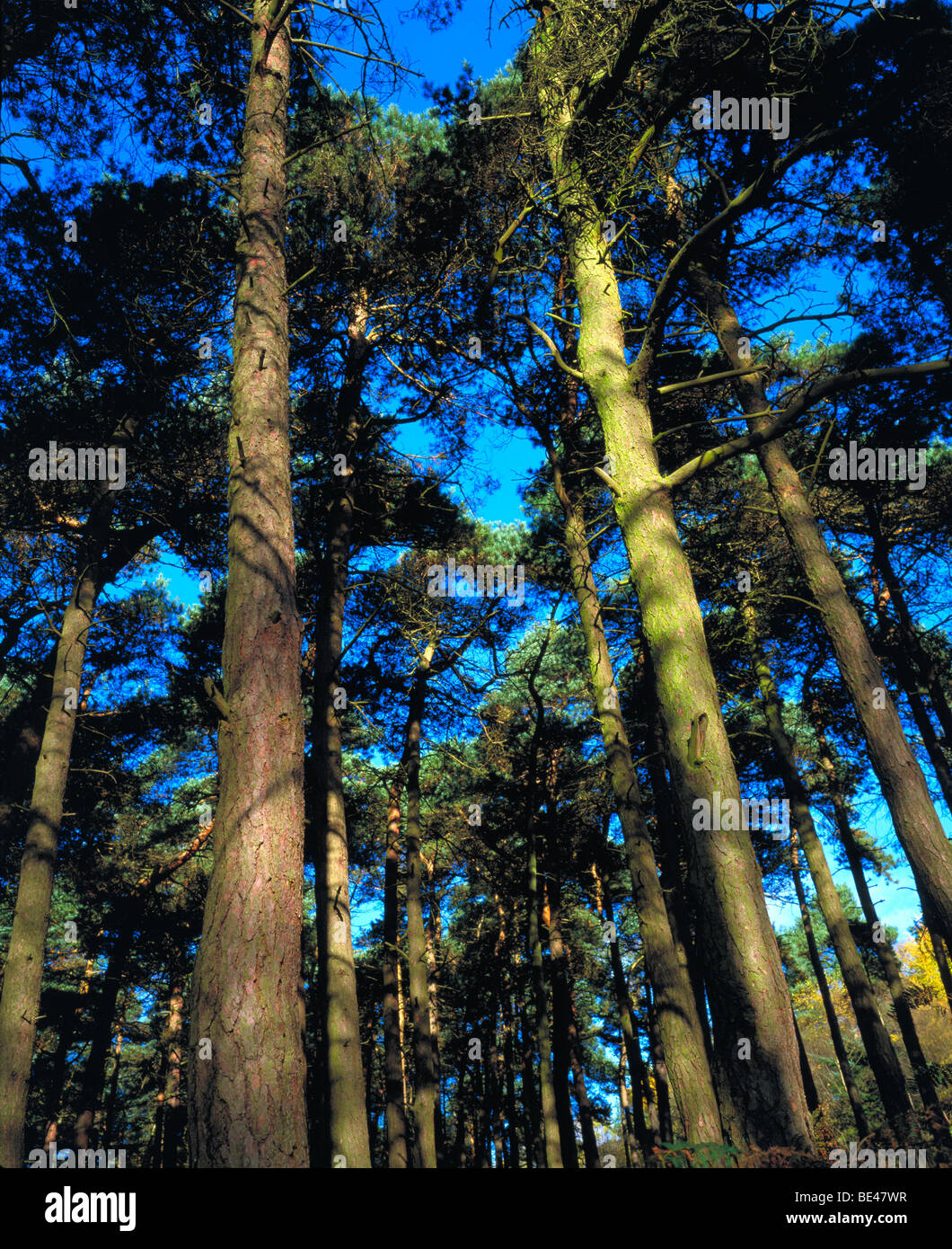 Lickey Hills Country Park Birmingham West Midlands looking up into pine ...