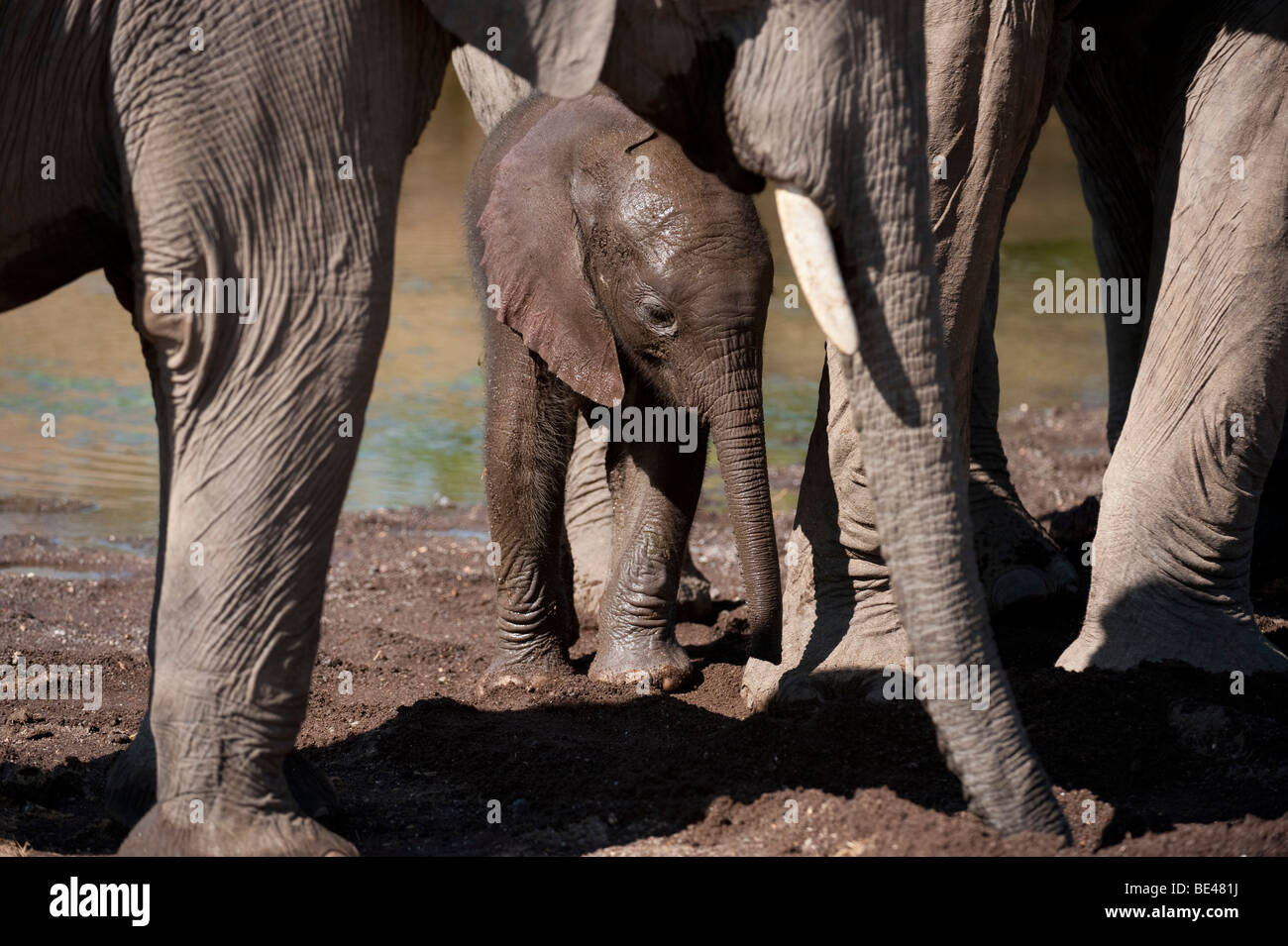 Baby African elephant ( Loxodonta africana africana), Tuli Block ...