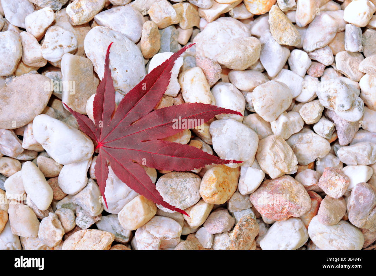 Leaf of a Japanese Maple (Acer palmatum), lying on pebbles Stock Photo ...