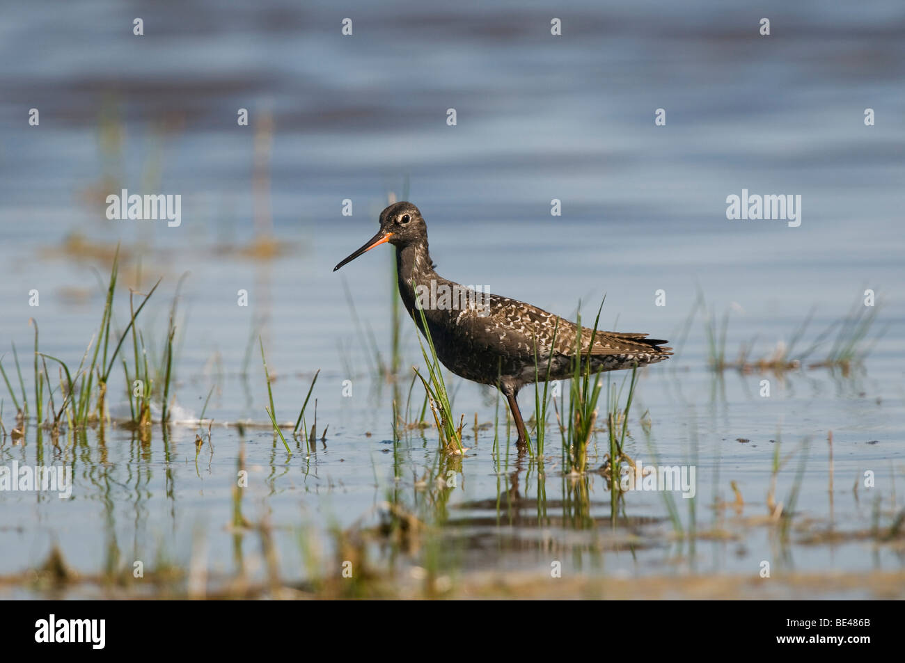 Spotted Redshank (Tringa erythropus Stock Photo - Alamy