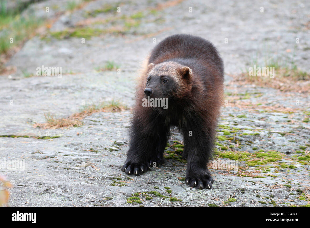 Wolverine or Glutton (Gulo gulo), Sweden, Europe Stock Photo - Alamy