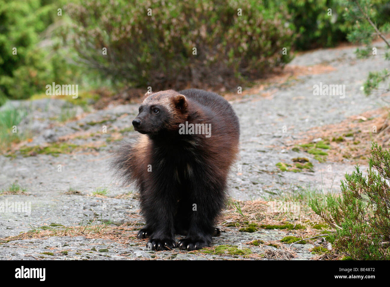 Wolverine or Glutton (Gulo gulo), Sweden, Europe Stock Photo - Alamy