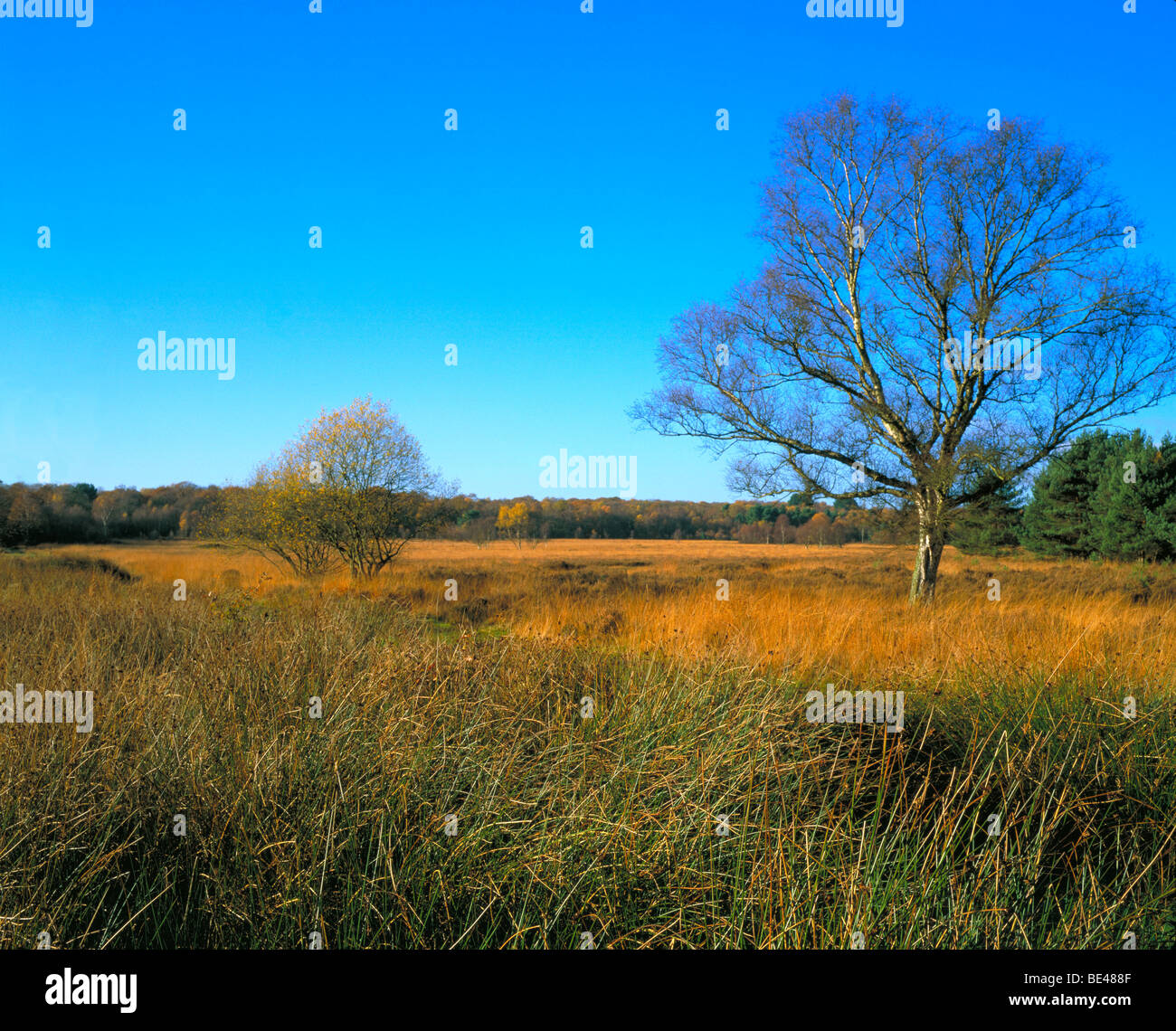 Sutton Park Sutton Coldfield Birmingham West Midlands wetland grasses ...