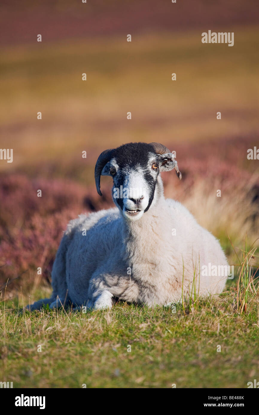 Yorkshire sheep hi-res stock photography and images - Alamy