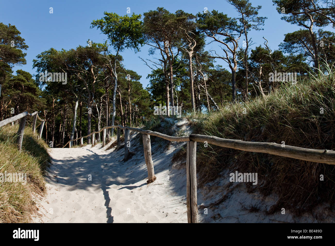 Dunes and pines at the beach of Baltic sea on Darss, Germany Stock ...