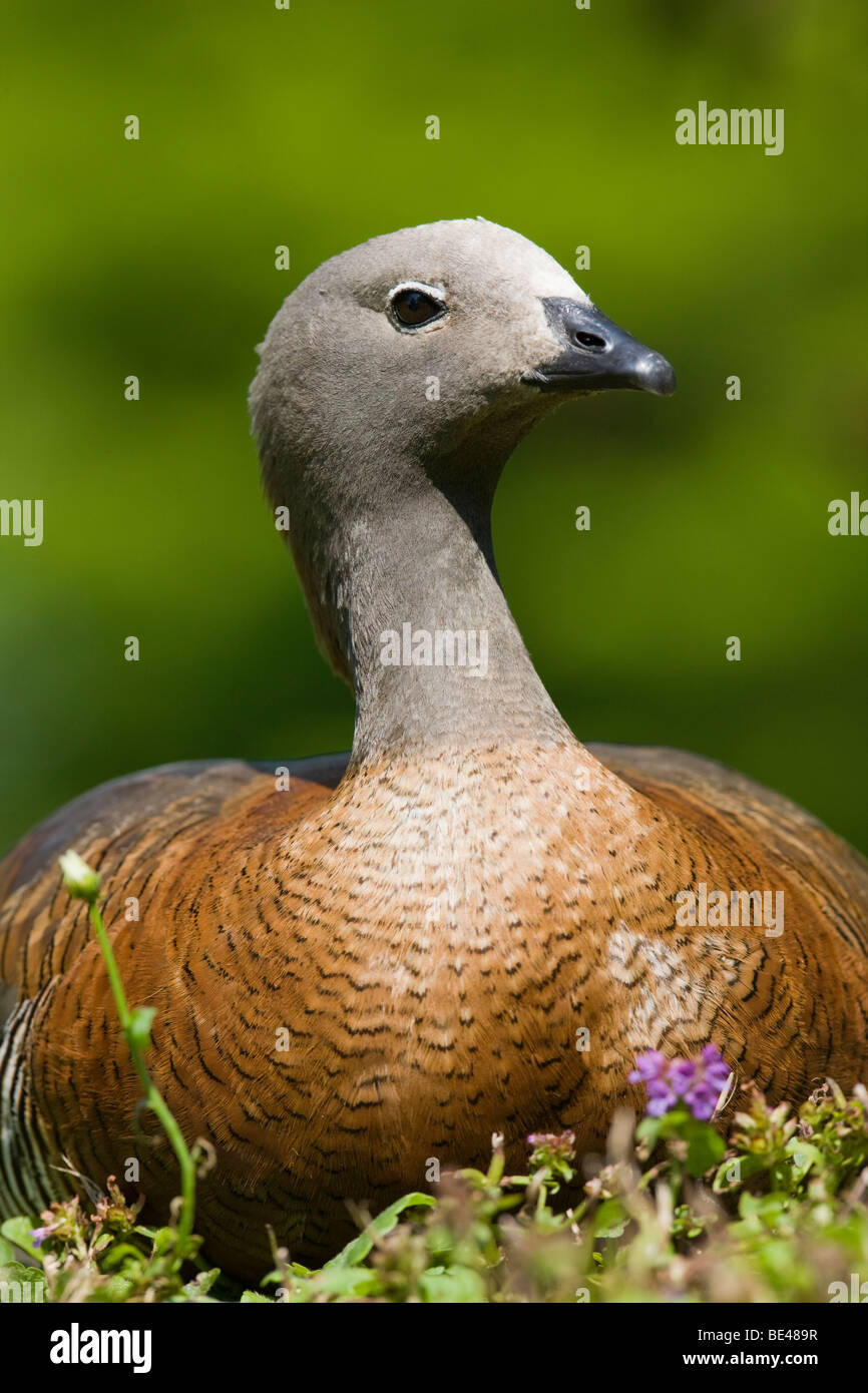 Ashy-headed goose (Chloephaga poliocephala Stock Photo - Alamy
