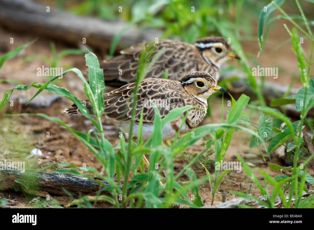Threebanded courser hi-res stock photography and images - Alamy
