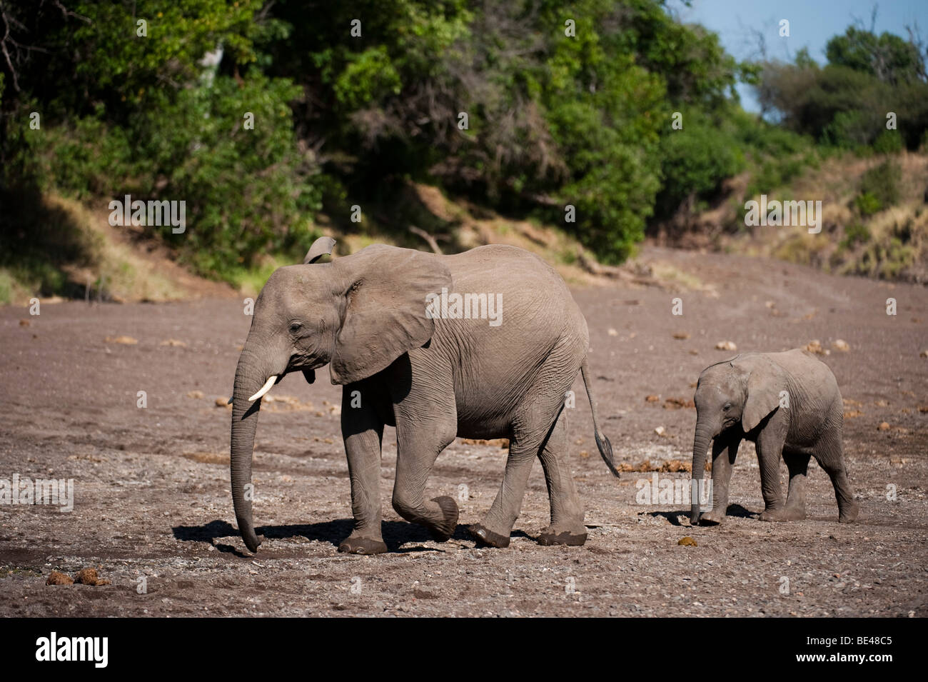 African elephant with young ( Loxodonta africana africana), Tuli Block ...