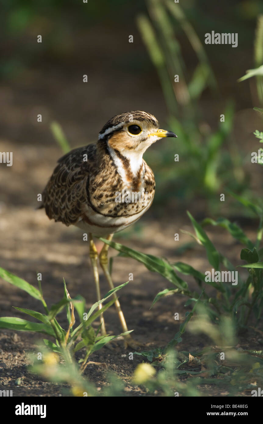 Threebanded courser hi-res stock photography and images - Alamy