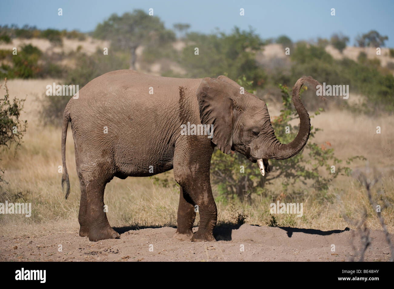 African elephant ( Loxodonta africana africana), Tuli Block, Botswana ...