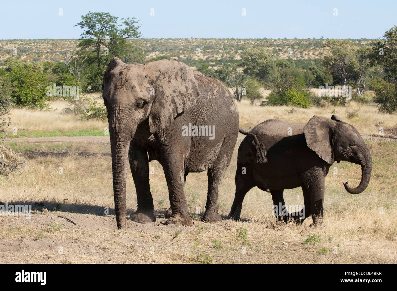 African elephant ( Loxodonta africana africana), Tuli Block, Botswana ...