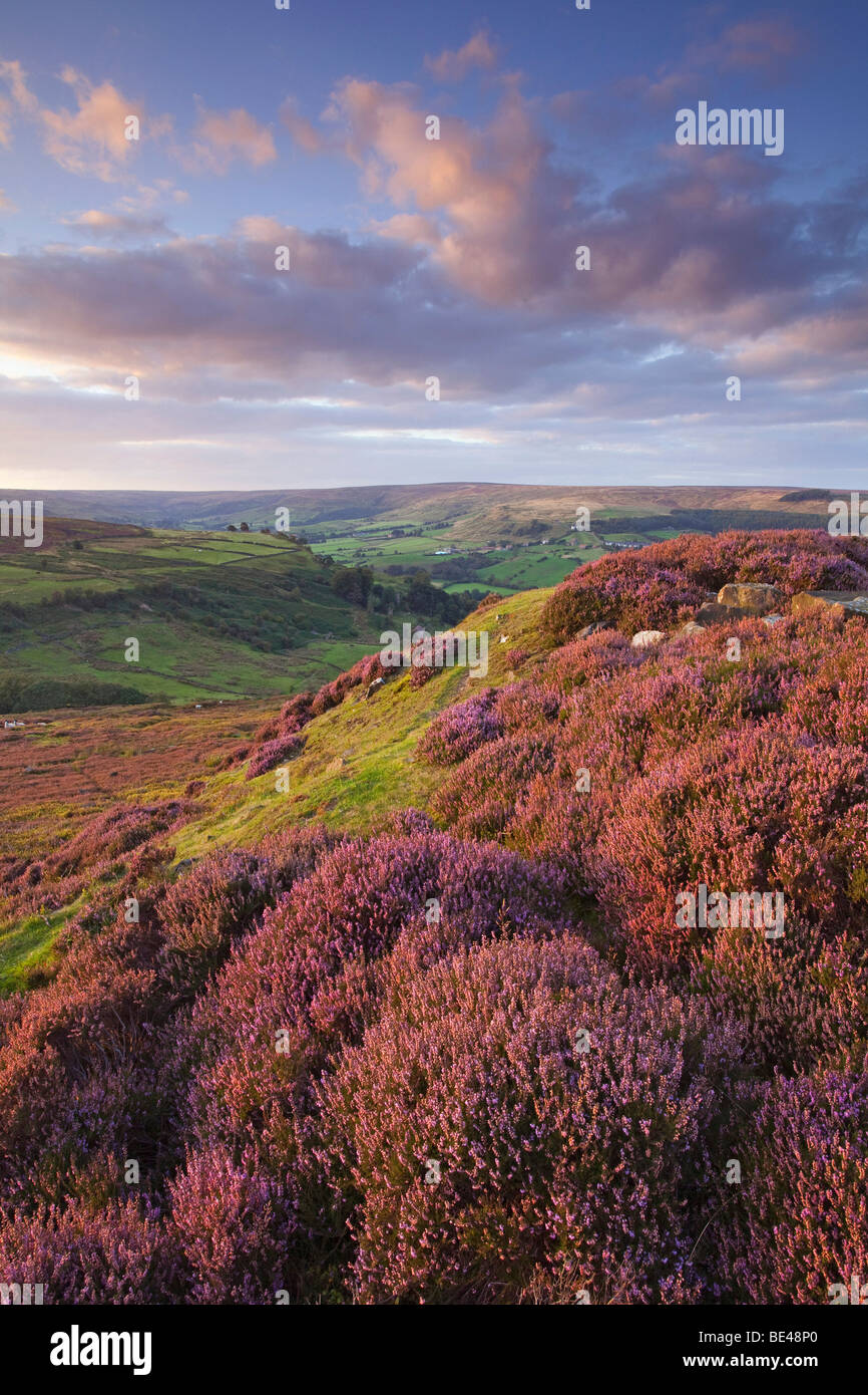 Heather above Rosedale in the North York Moors National Park in the ...