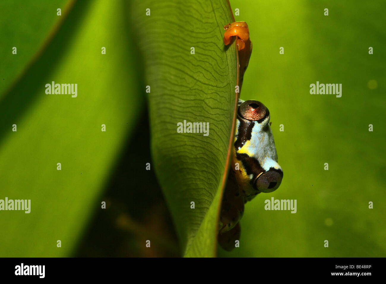 Madagascar Reed Frog (Heterixalus madagascariensis), Mahavelona, East ...