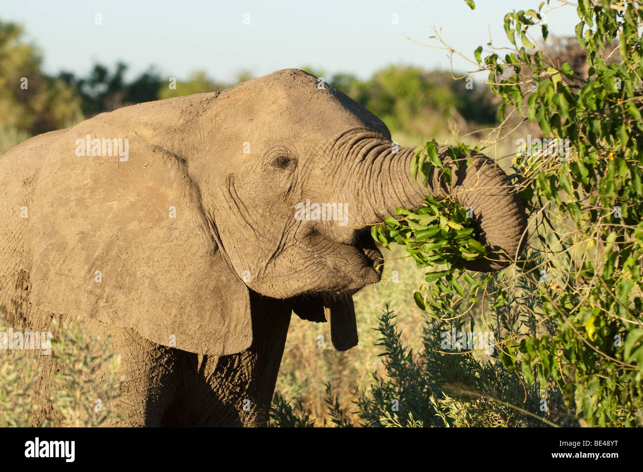 How do you eat an elephant hi-res stock photography and images - Alamy