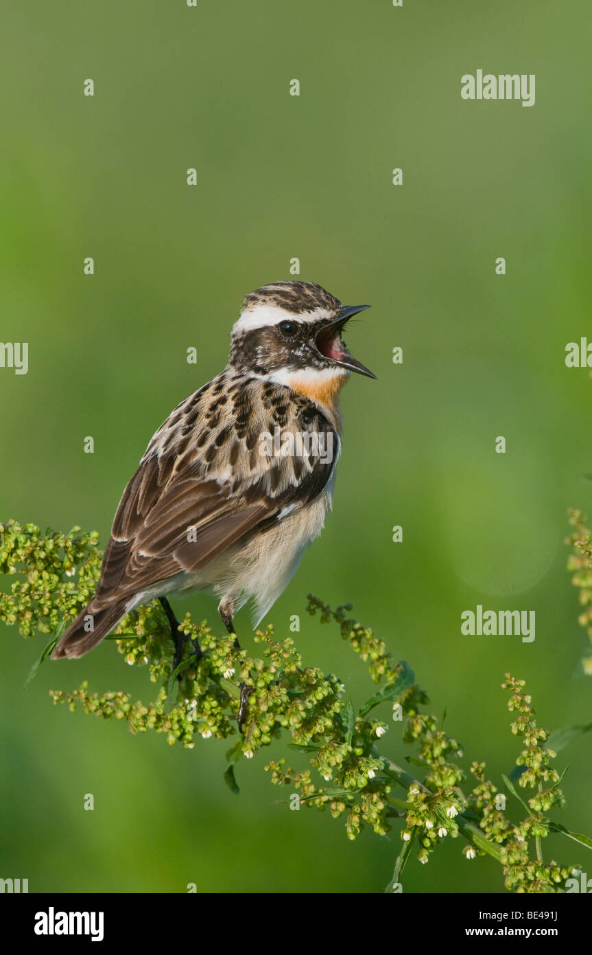 Saxicola whinchat hi-res stock photography and images - Alamy