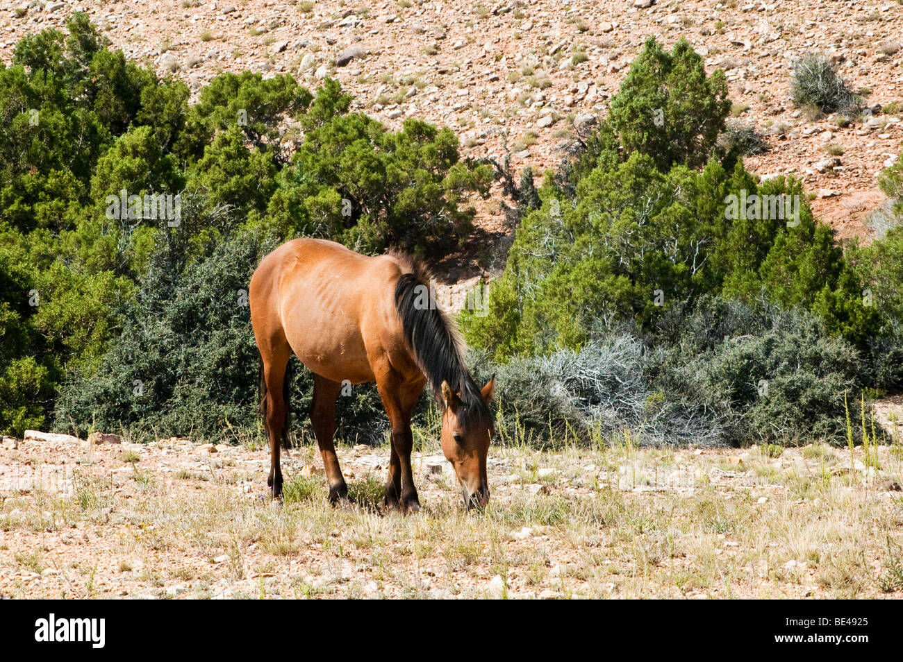free roaming mustangs in the Pryor Mountain wild horse range in Wyoming ...
