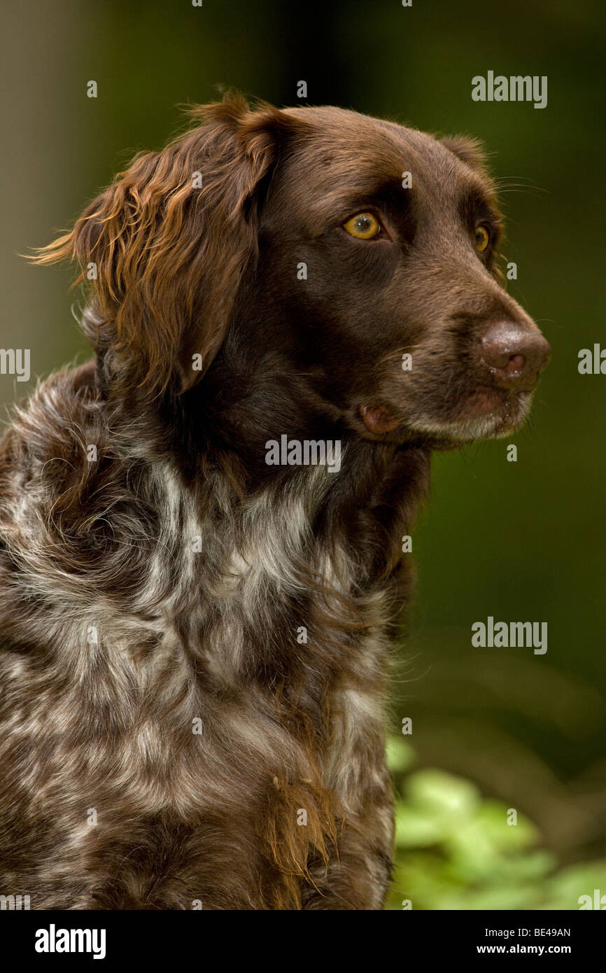 Dog - Small Munsterlander (Kleiner Munsterlander) - Portrait -Wisconsin ...
