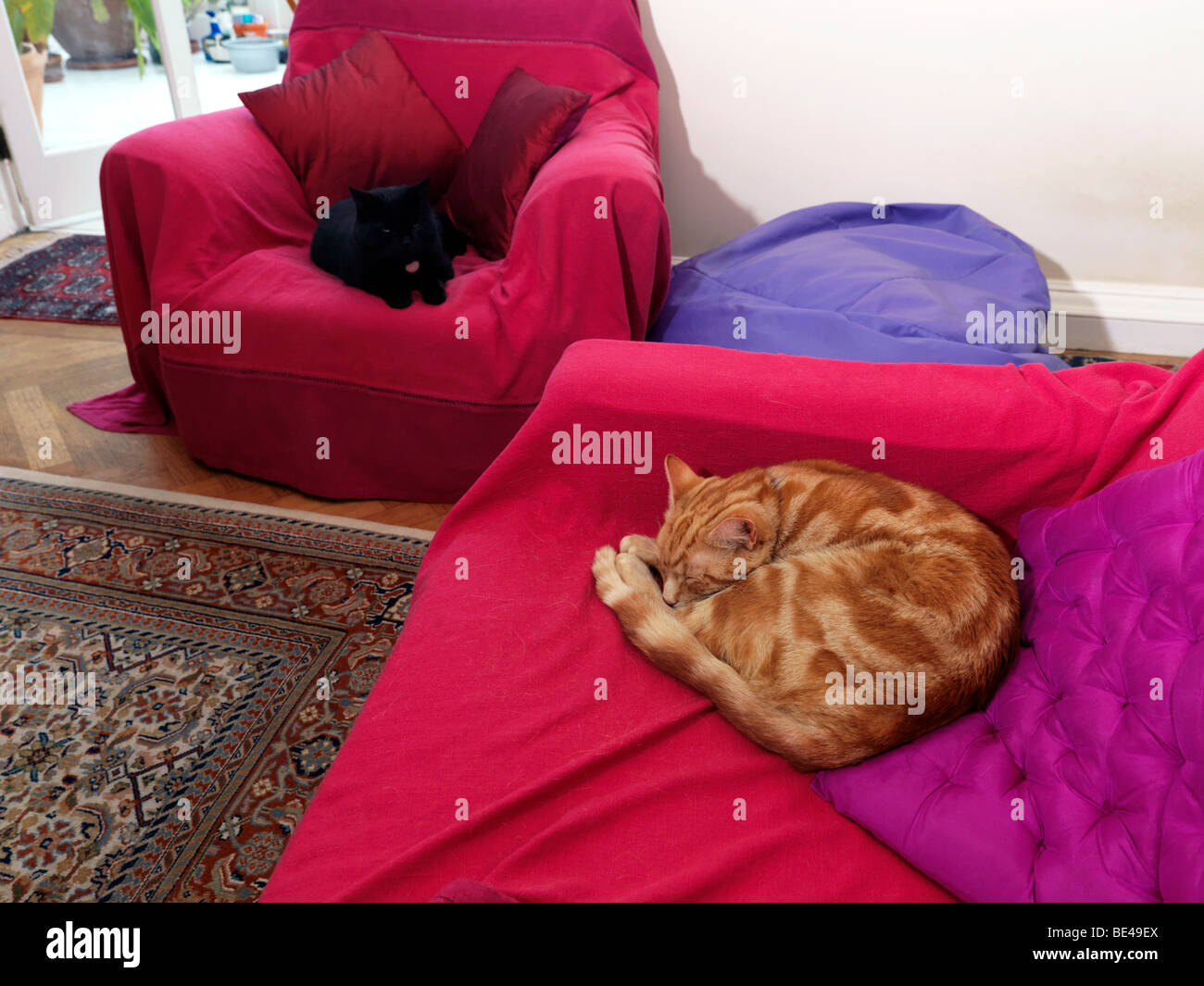 Cats Sleeping apart in Lounge Stock Photo - Alamy