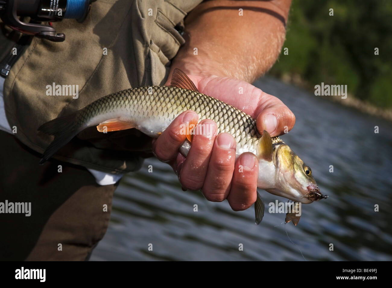 Chub fish hi-res stock photography and images - Alamy