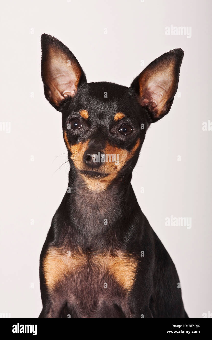 Prague Ratter, sitting, portrait Stock Photo - Alamy