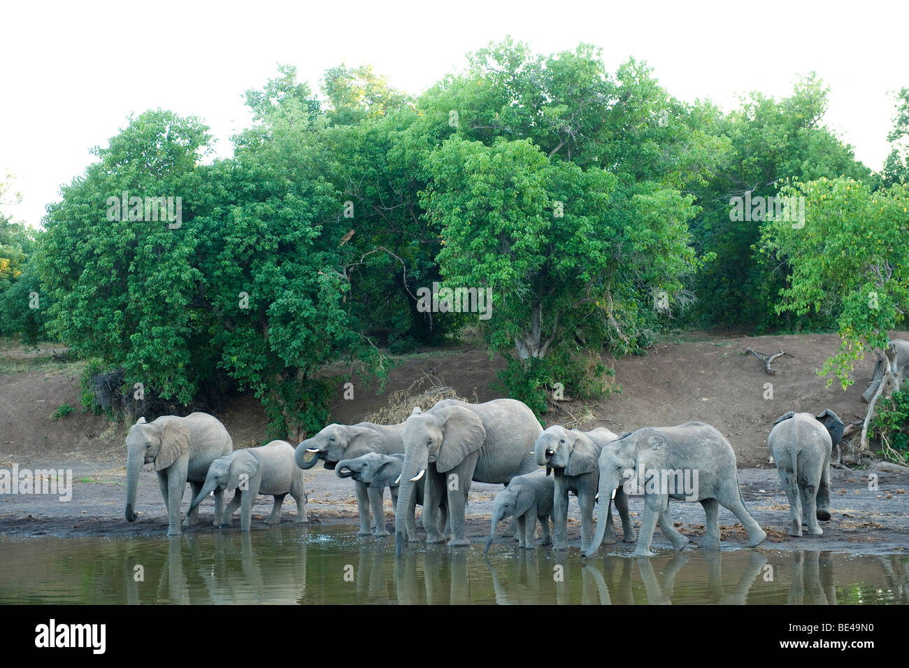 African elephant ( Loxodonta africana africana), Tuli Block, Botswana ...