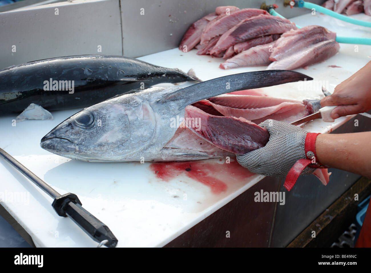 Albacore Tuna (Thunnus alalunga) Being Filleted - Oregon USA - Known as ...