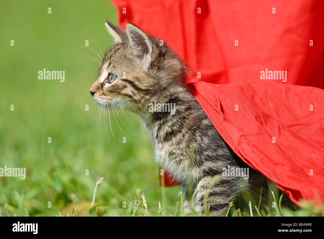 Domestic cat, kitten hiding under a cover in the open Stock Photo - Alamy