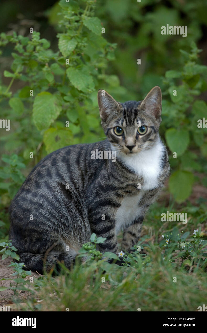 Semi Feral Feline High Resolution Stock Photography and Images - Alamy