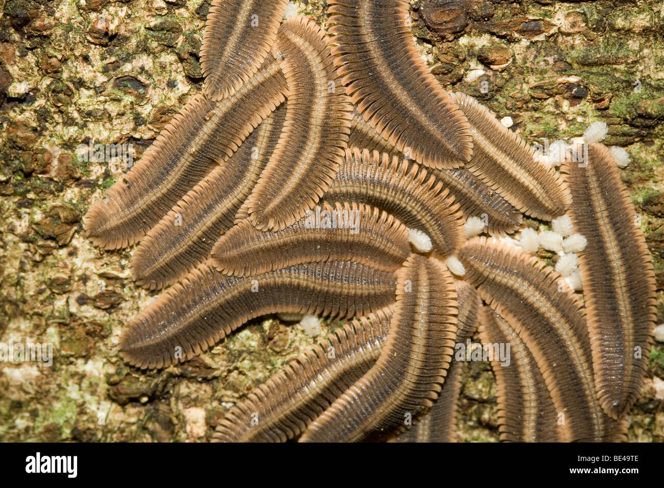 Millipede millipedes hi-res stock photography and images - Alamy