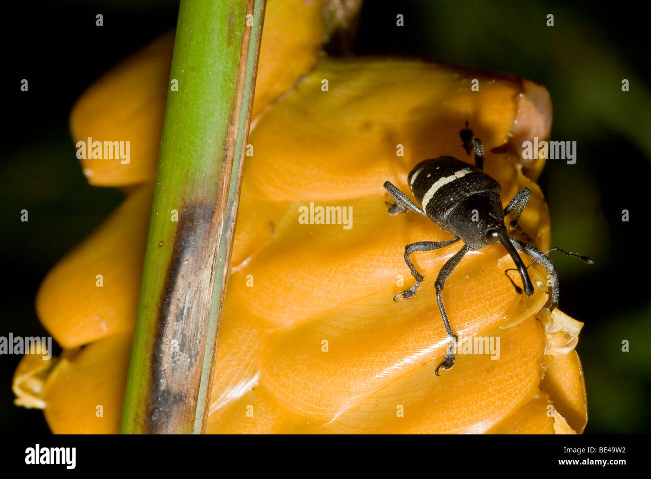 Cholus scalaris, a weevil, family Curculionidae, order Coleoptera, on a ...