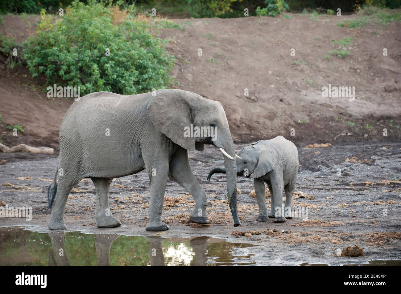 African elephant ( Loxodonta africana africana), Tuli Block, Botswana ...