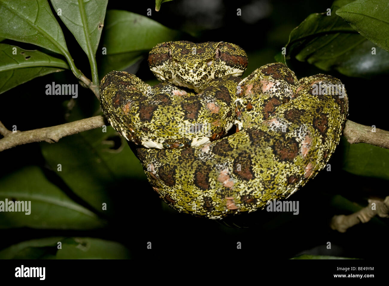 Eyelash pit viper, Bothriechis schlegelii; a highly venomous arboreal ...