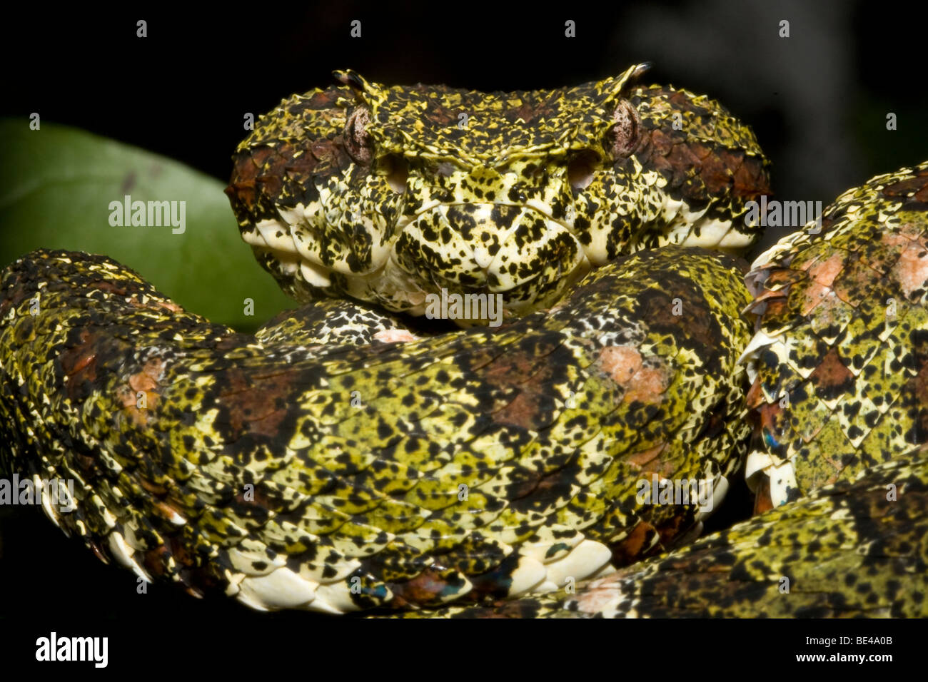 Eyelash pit viper, Bothriechis schlegelii; a highly venomous arboreal ...
