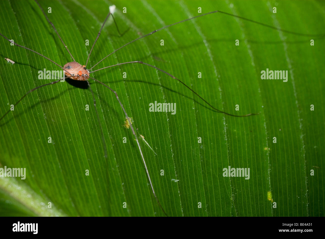 Daddy long leg hi-res stock photography and images - Alamy