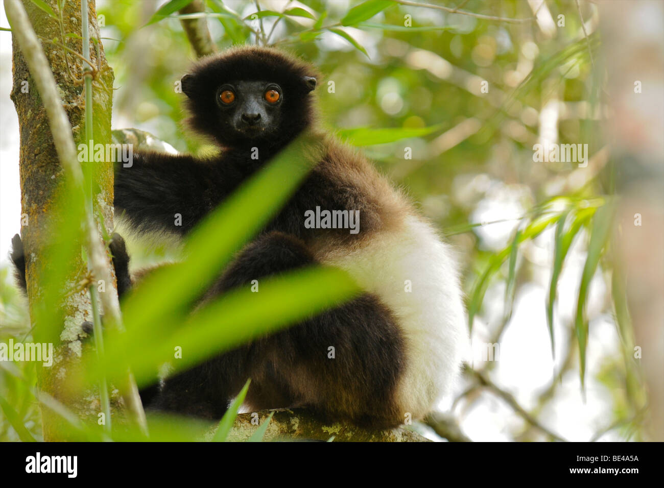 Milne edwards hi-res stock photography and images - Alamy