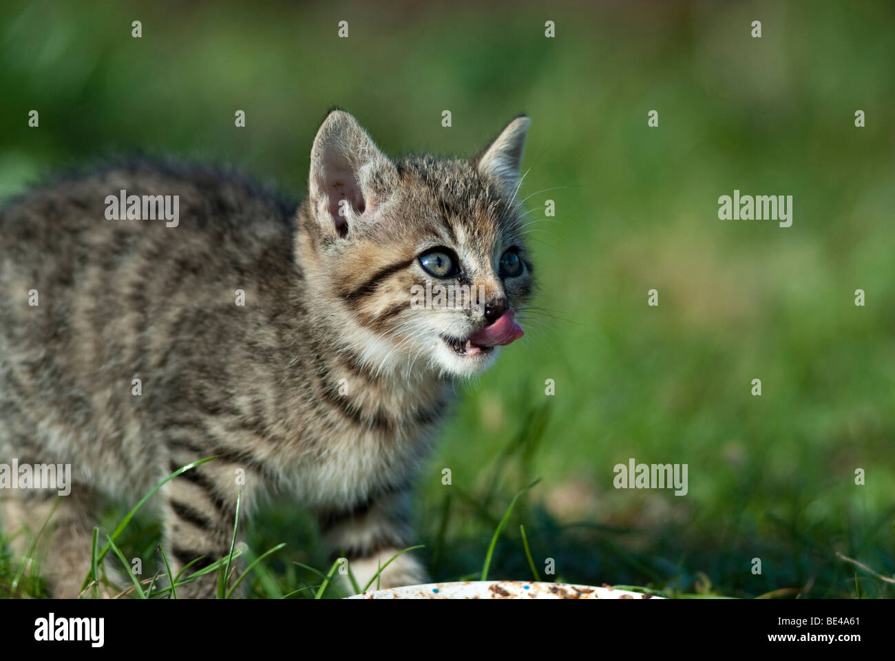 Domestic cat, kitten on a meadow Stock Photo - Alamy