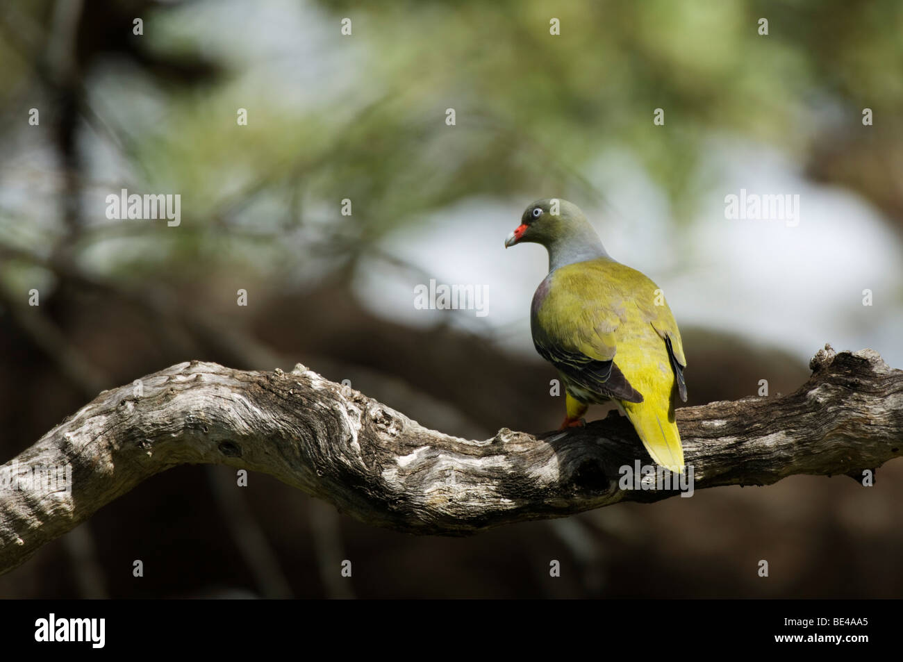African green pigeon treron hi-res stock photography and images - Alamy