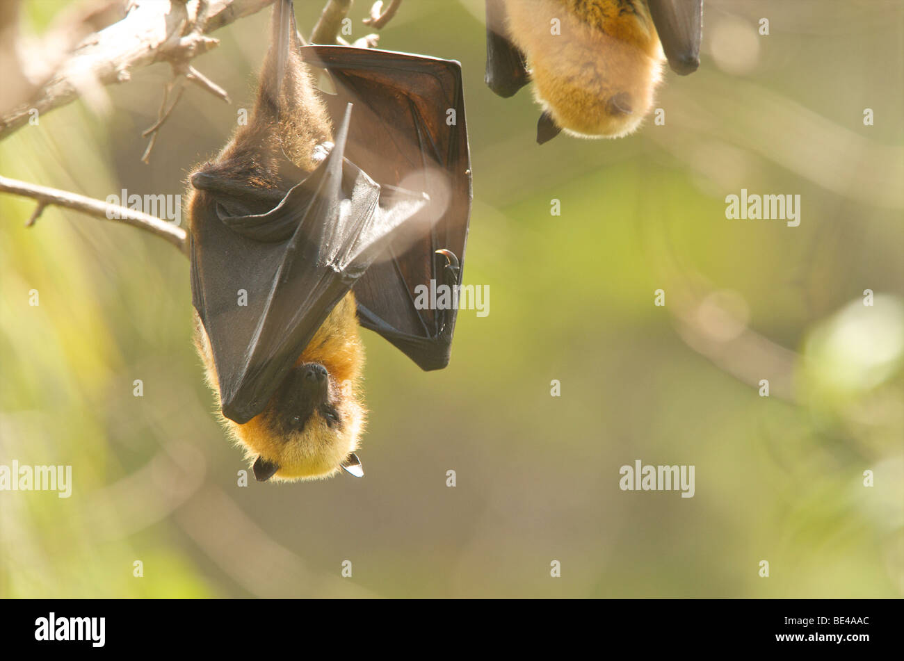 Madagascar flying foxes Stock Photo - Alamy