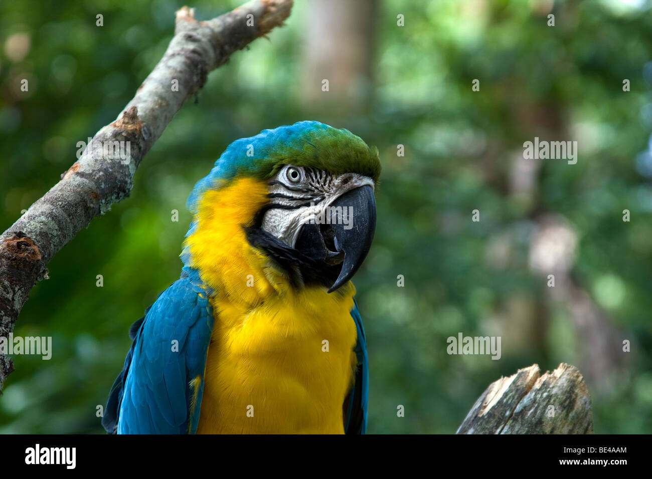 Hey, look at me Stock Photo - Alamy