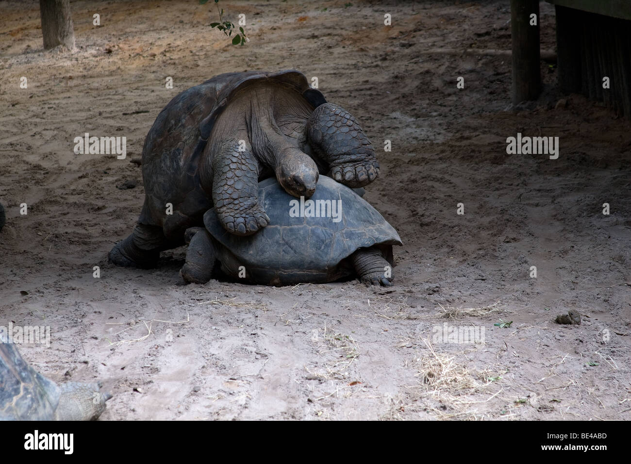 Mating season has begun Stock Photo - Alamy