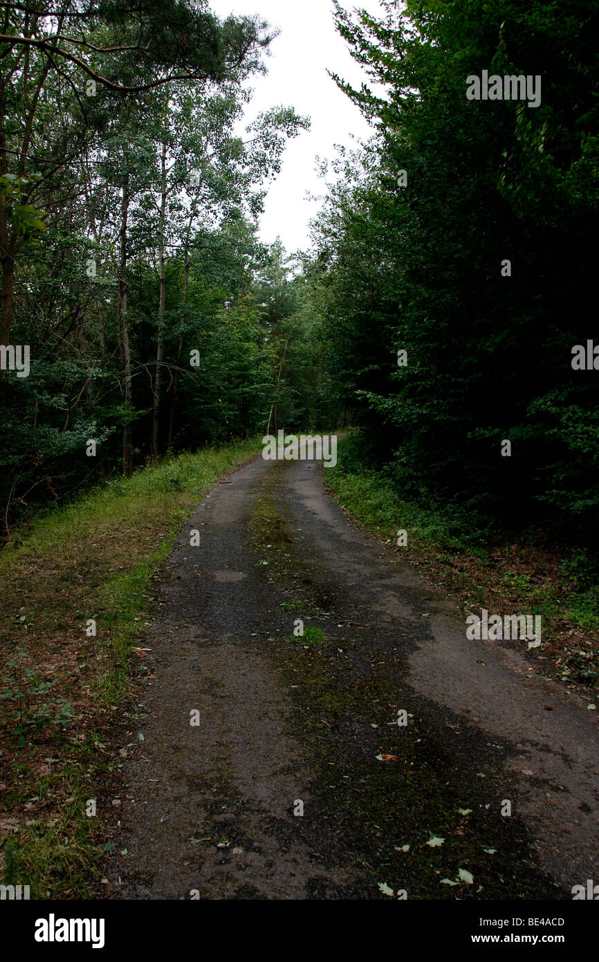 Road wet tree hi-res stock photography and images - Alamy