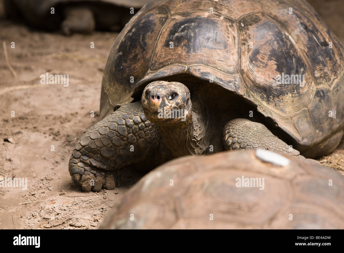 Mating season has begun Stock Photo - Alamy