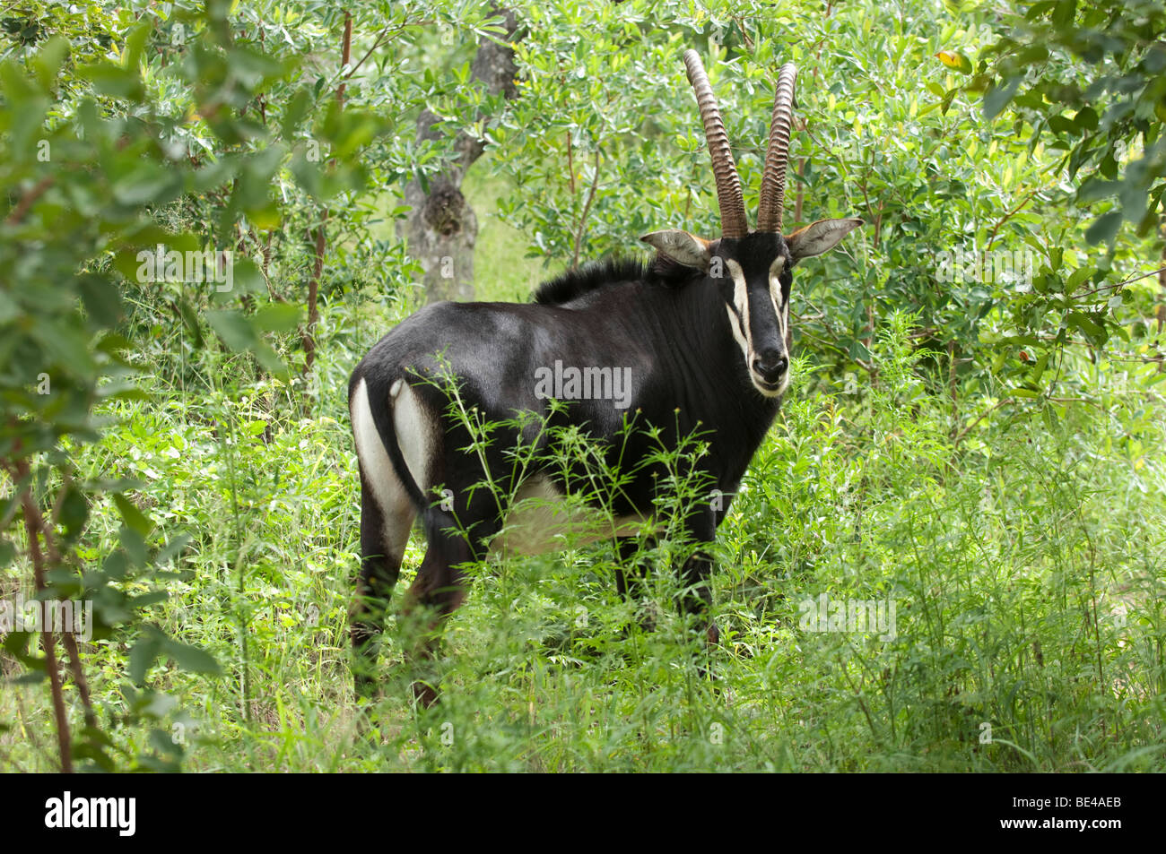 Sable antelope ( Hippotragus niger), Hoedspruit Endangered Species ...