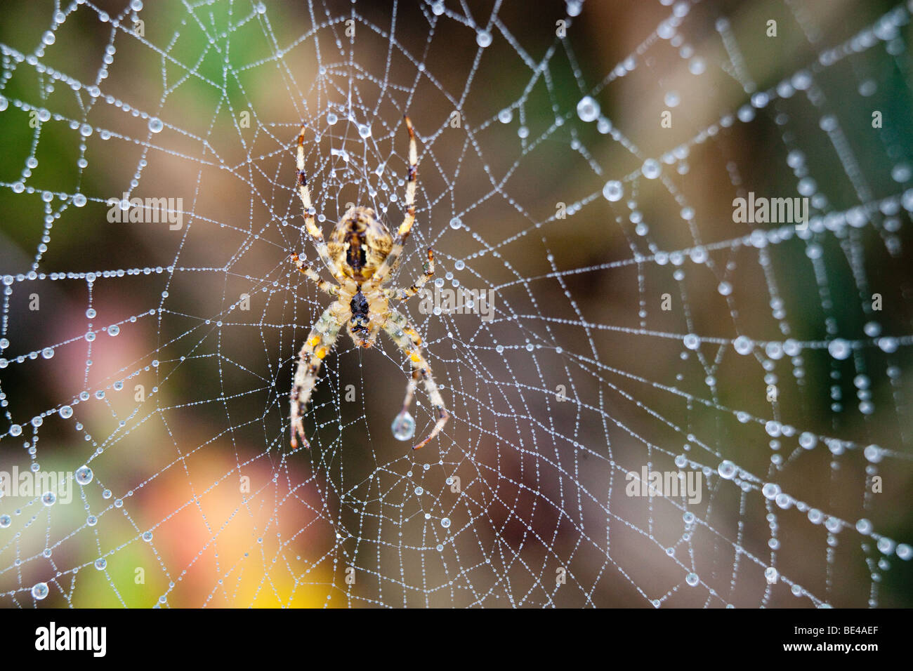 garden spider on web with dew drop Stock Photo - Alamy