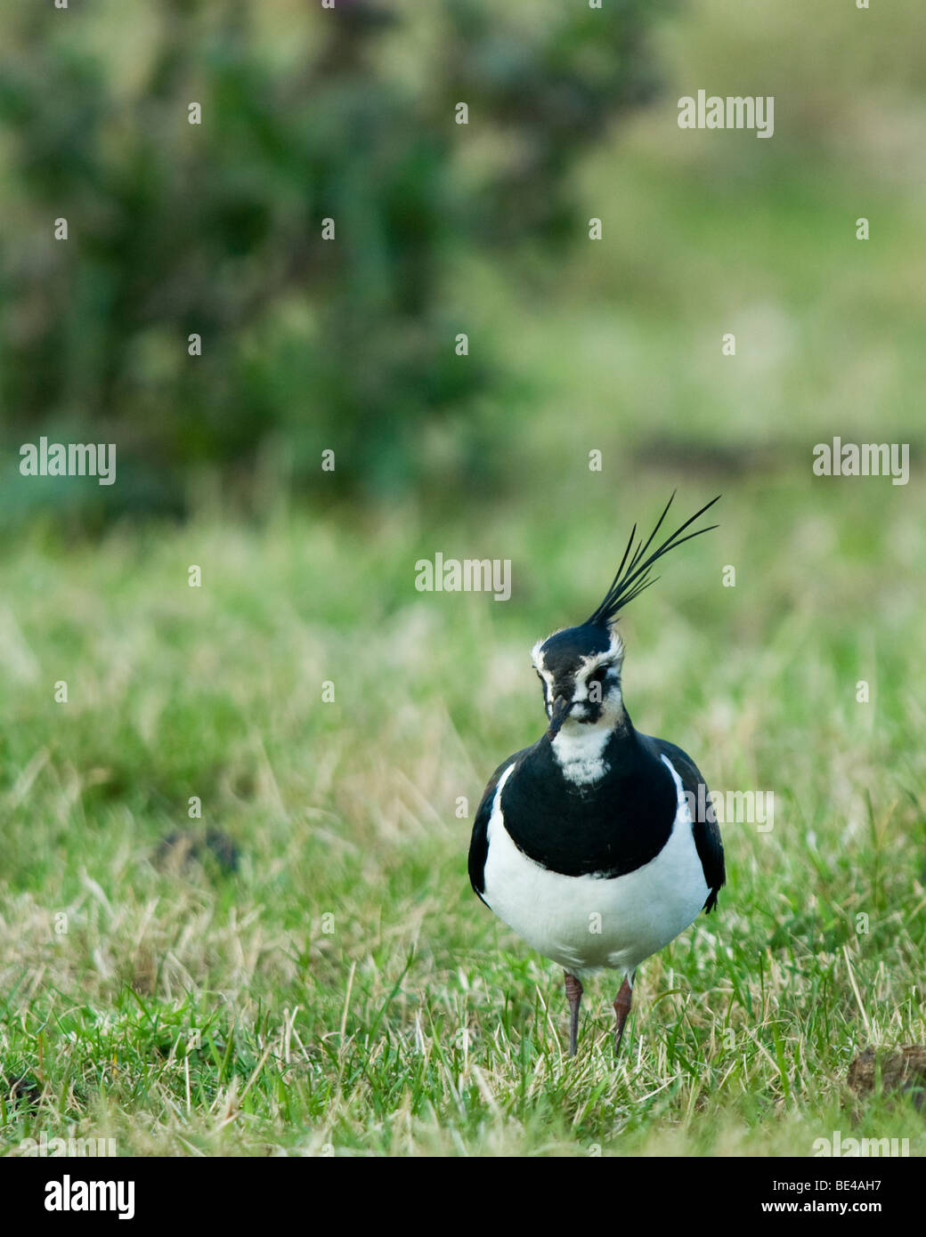 Plovers in a field hi-res stock photography and images - Alamy