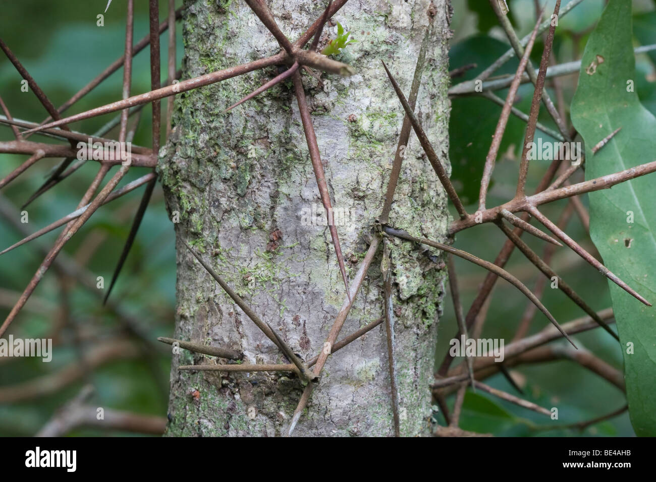 Protected by thorns hi-res stock photography and images - Alamy