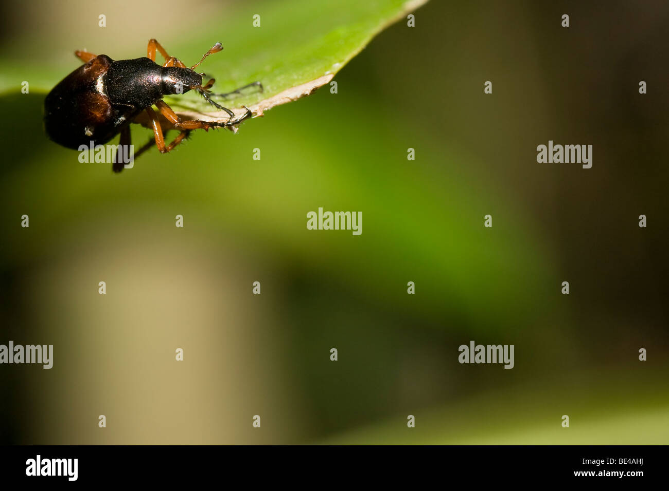 Scarab beetle, order Coleoptera, family Scarabidae. Photographed in ...
